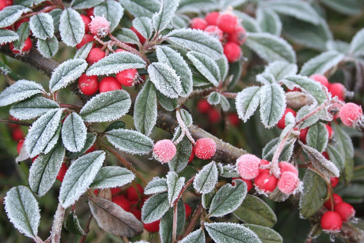 Escarcha: qué es y cómo se forma - Resumen