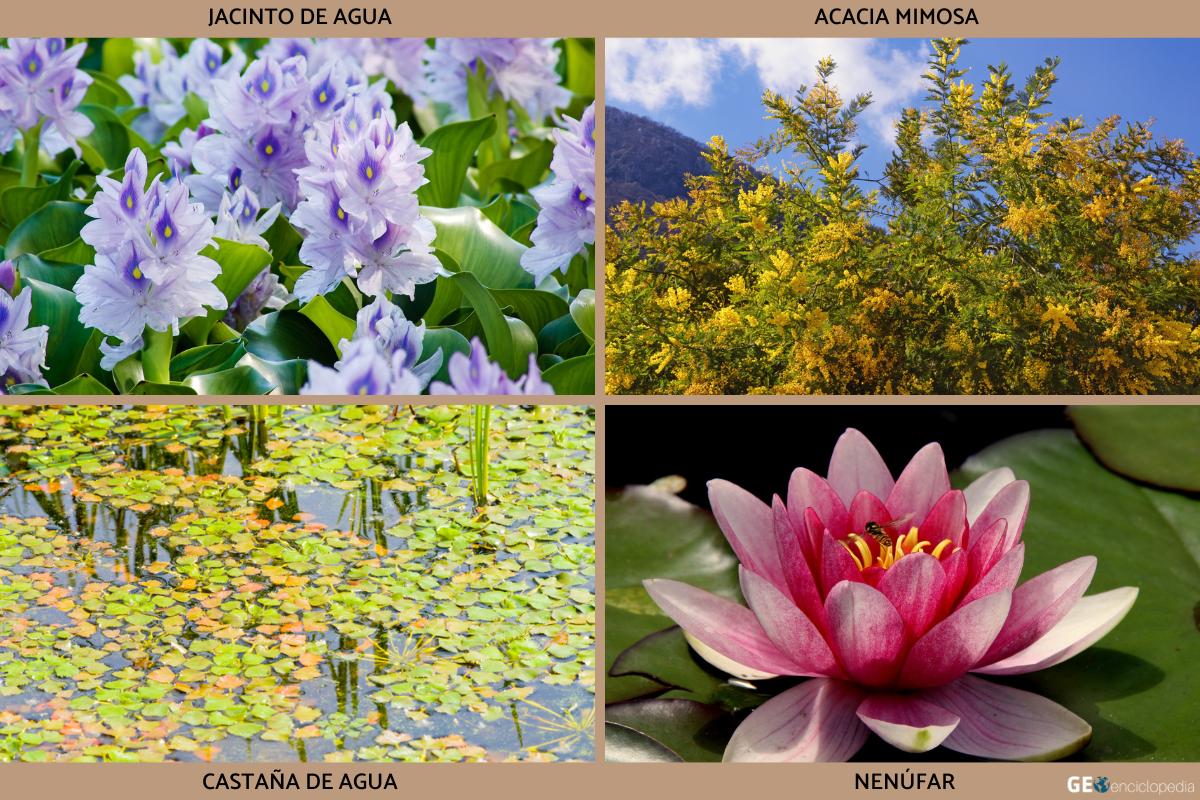Lago Victoria - Características, historia, flora y fauna