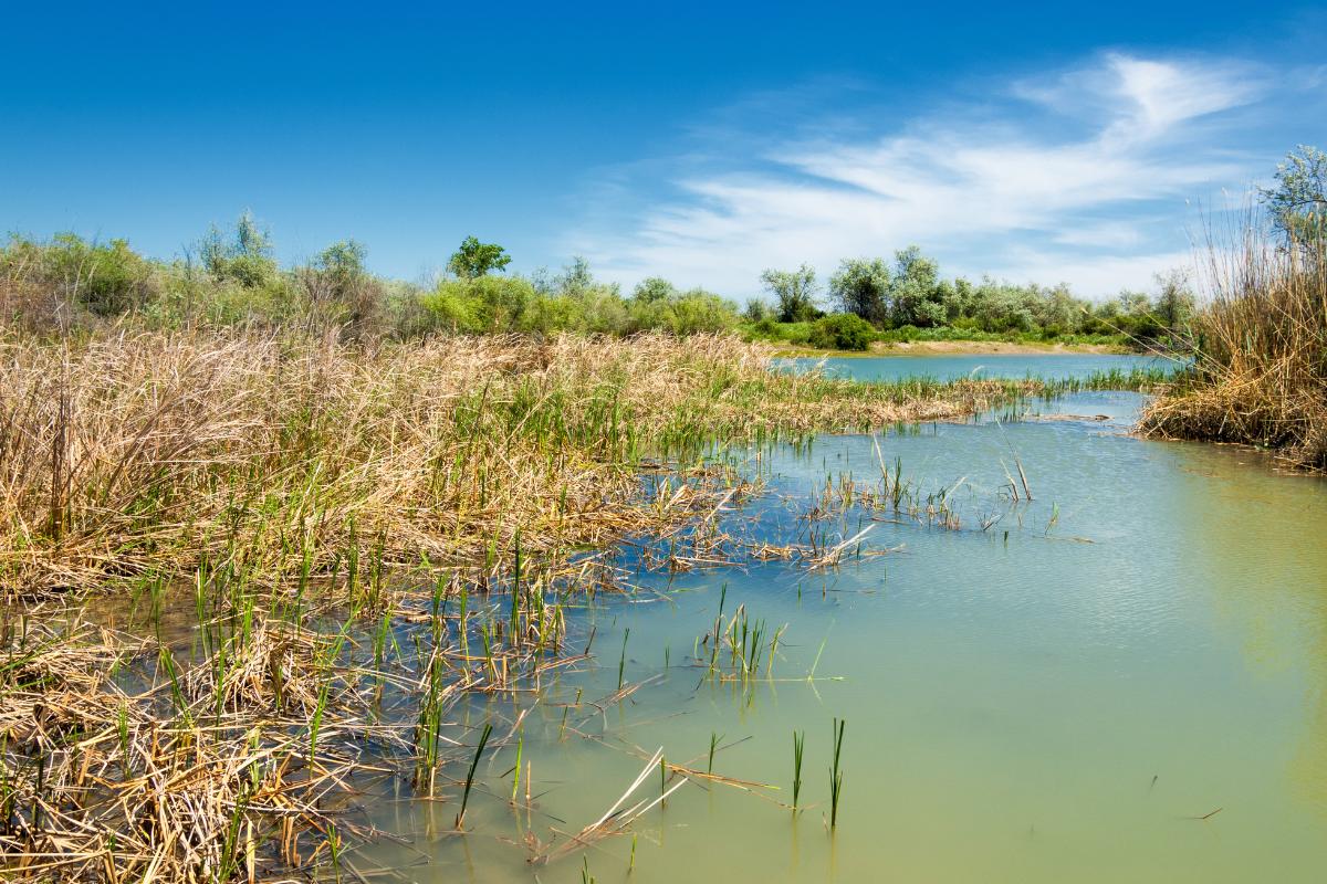 Efluentes: qué son y características - Resumen