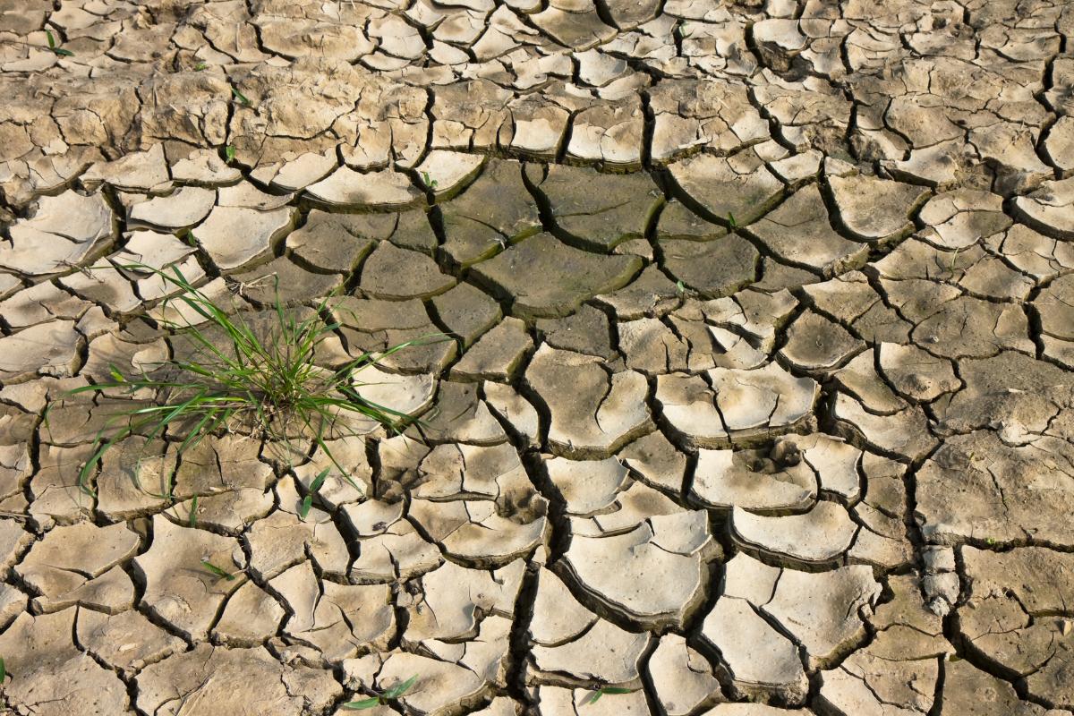 Desertificación: qué es, causas y consecuencias - Resumen