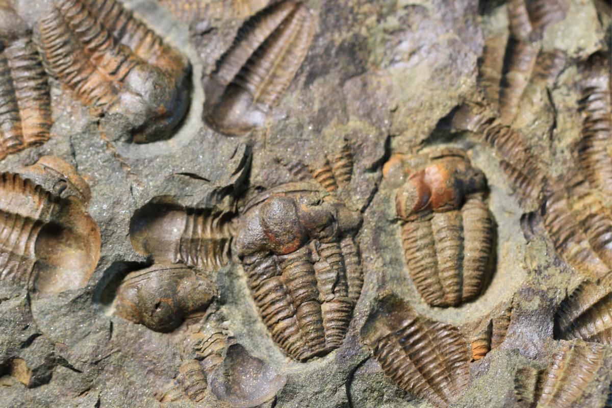 Fósiles: qué son, cómo se forman y tipos - Resumen