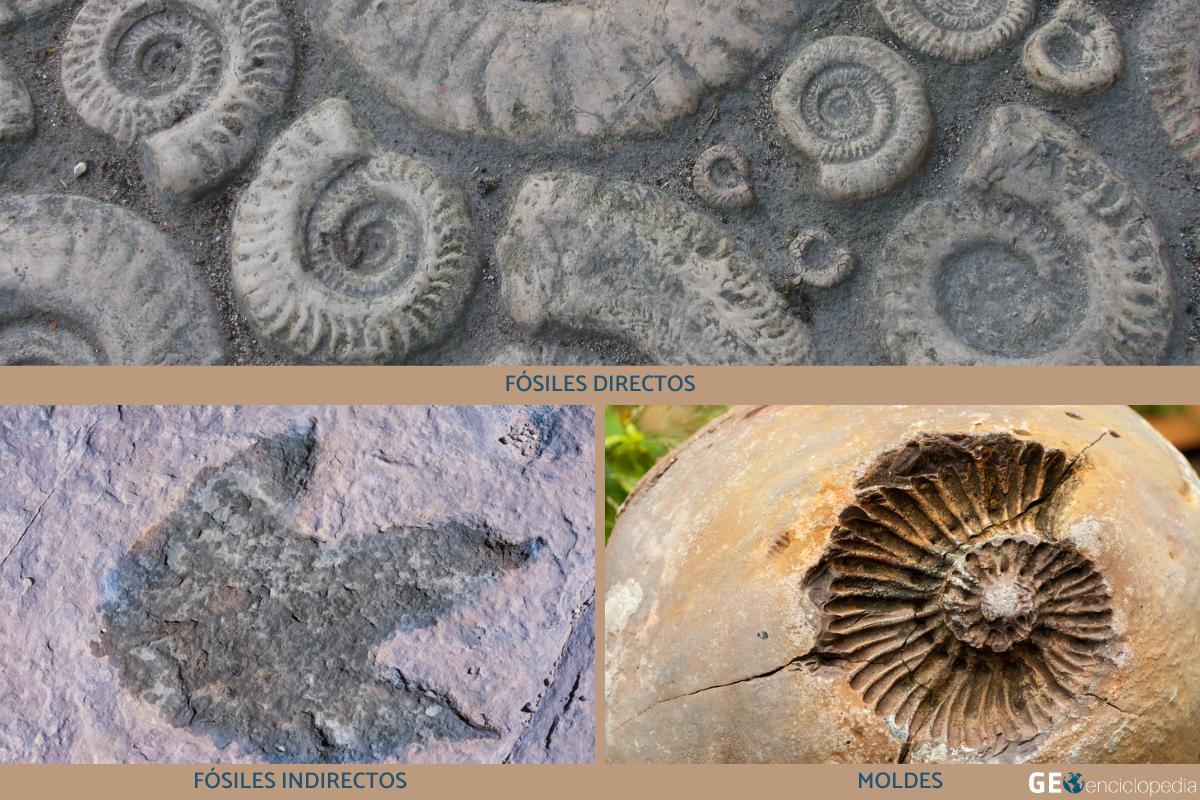 Fósiles: qué son, cómo se forman y tipos - Resumen