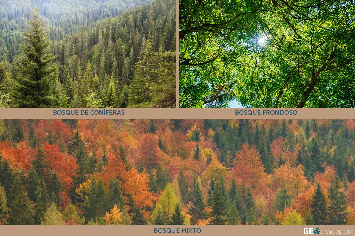 14 tipos de bosques - Nombres, características y fotos