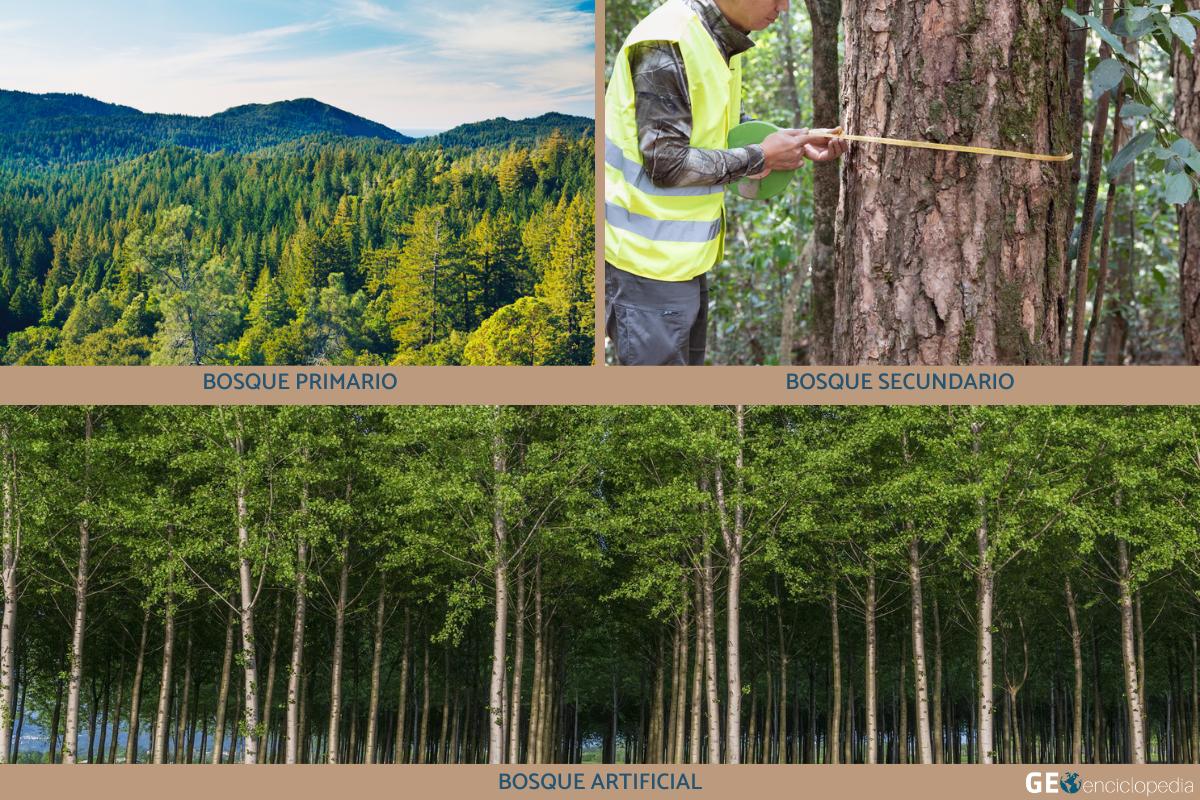 14 tipos de bosques - Nombres, características y fotos