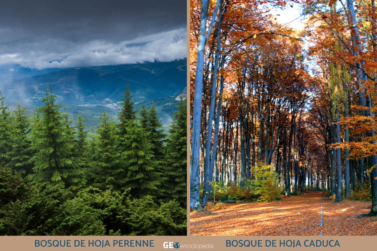 14 tipos de bosques - Nombres, características y fotos