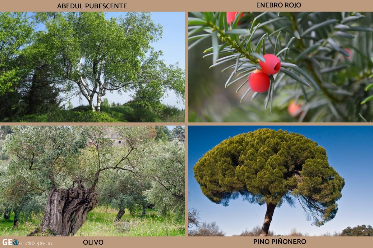 Río Jarama - Mapa, nacimiento, longitud y desembocadura