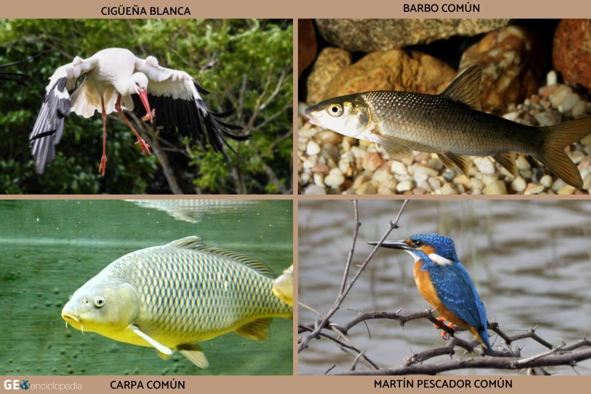 Río Jarama - Mapa, nacimiento, longitud y desembocadura